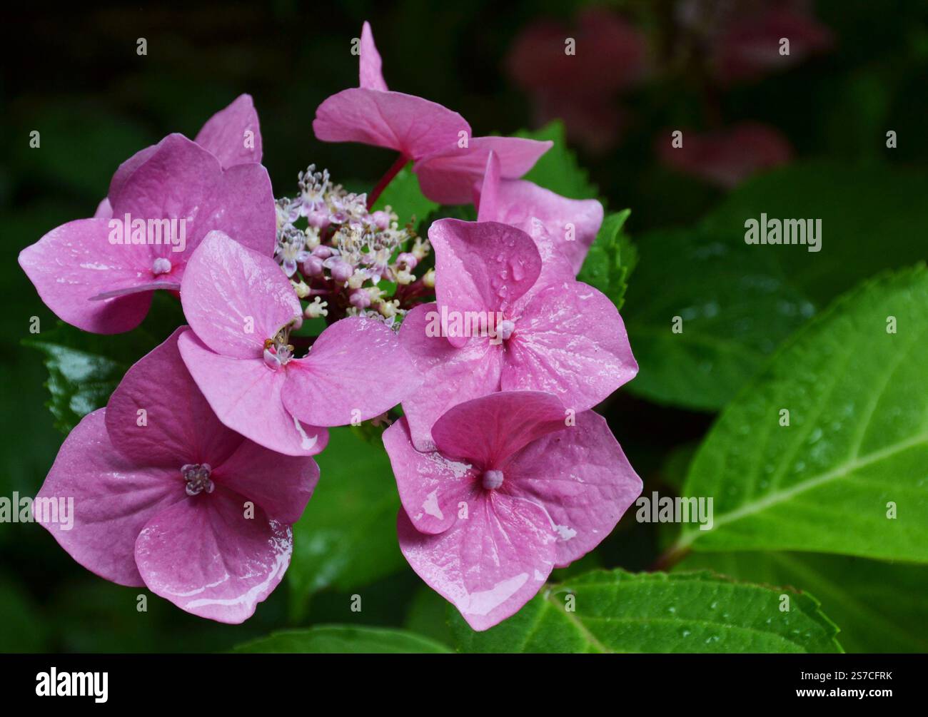 Close-up photo of Hydrangea macrophylla in bloom. Pink blooming ...