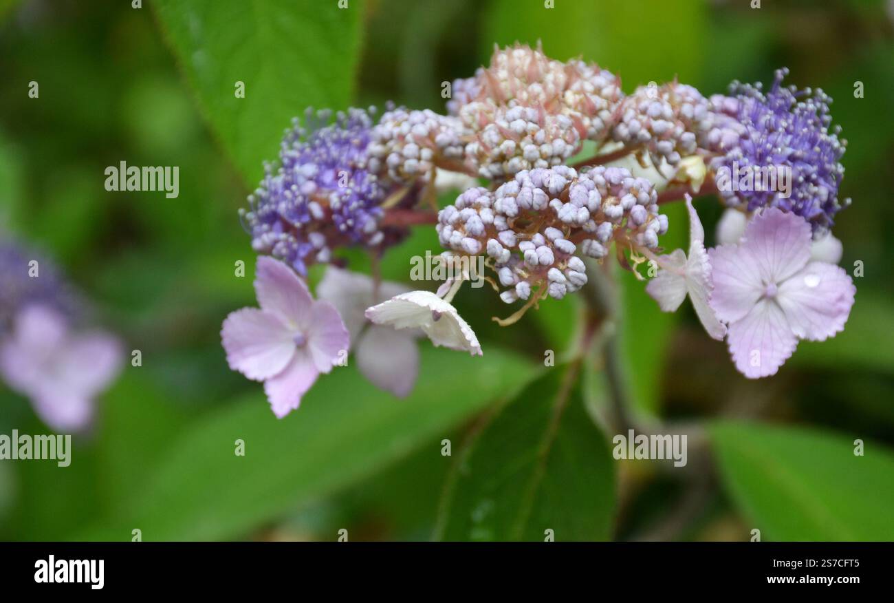 Soft pink inflorescence of Hydrangea Aspera Villosa (Lacecap) plant ...