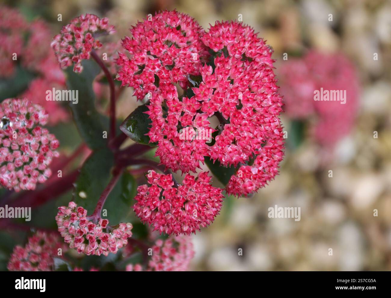 Hylotelephium telephium Sedum Munstead Dark Red Stonecrop in blossom ...