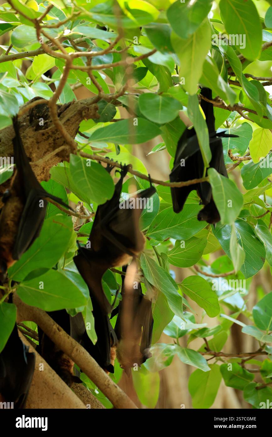 A colony at roost, the Indian Flying Fox One of the largest bats in the ...