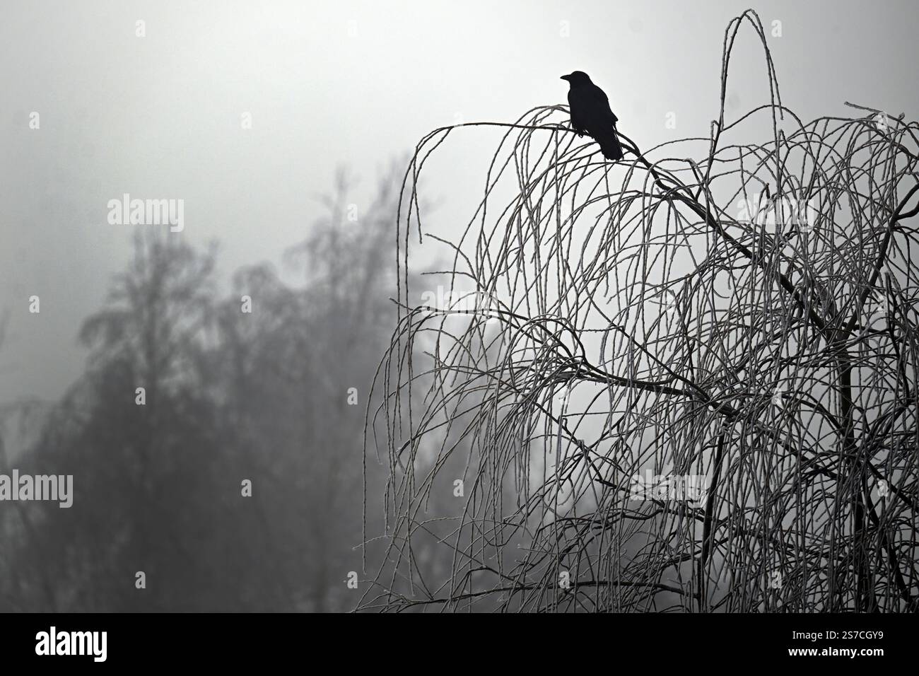 19 January 2025, North Rhine-Westphalia, Marl: A corvid sits in the fog on the icy branches of a ...