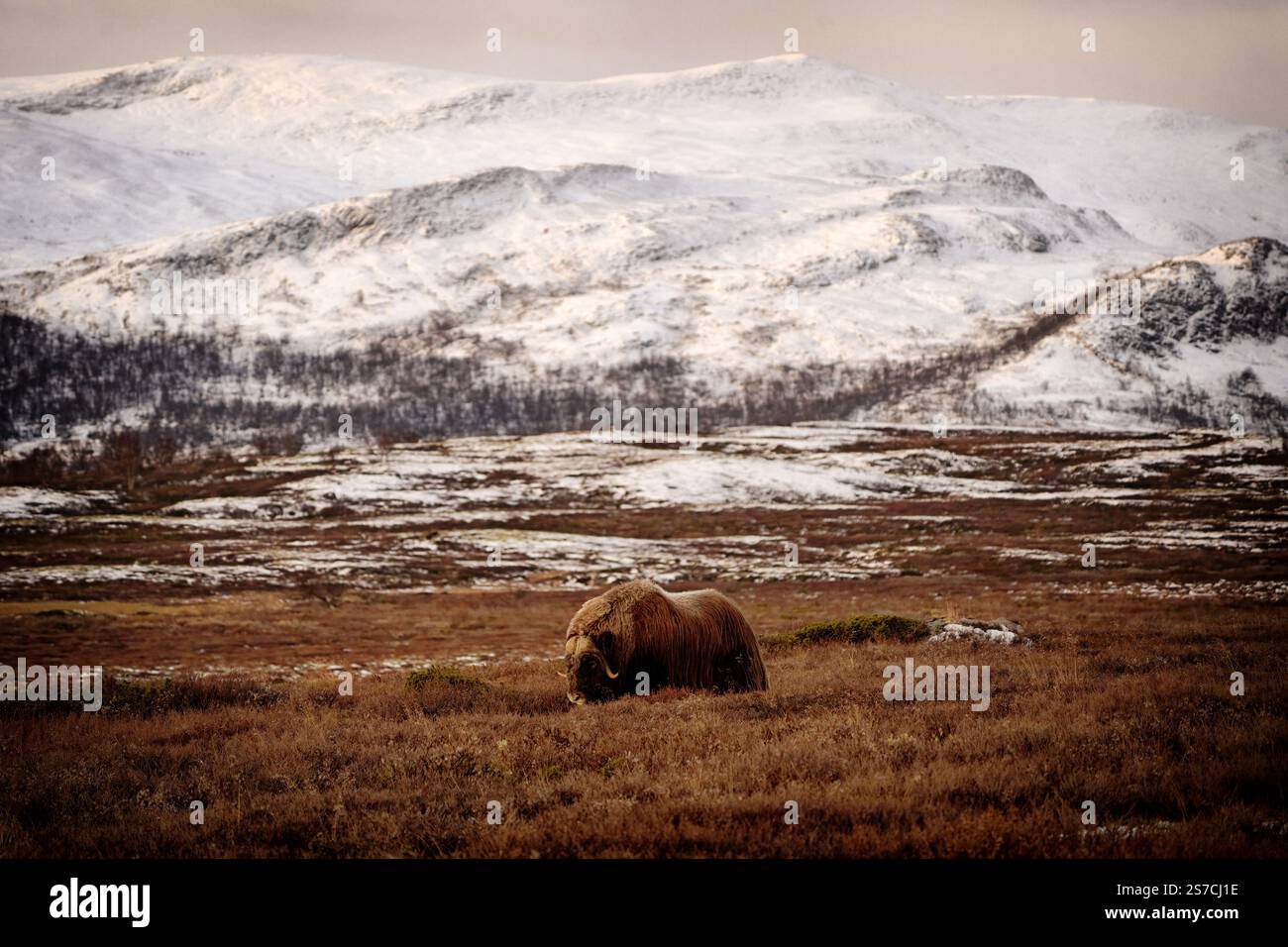Northern muskox in winter mountains, natural winter habitat with snow ...