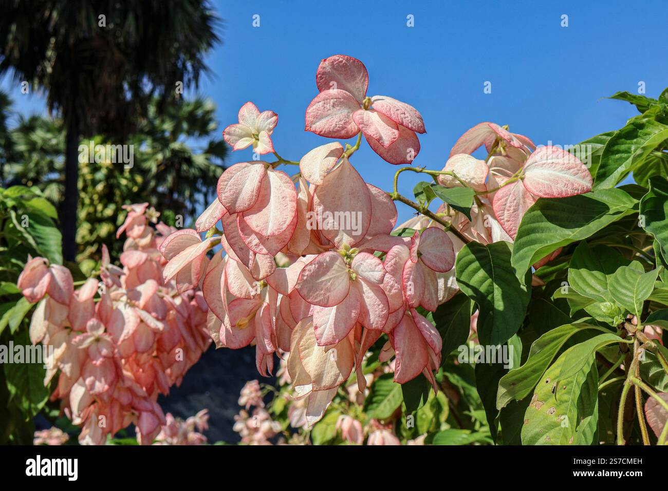 Beautiful pink flowers Mussaenda philippica, ornamental tropical plant ...
