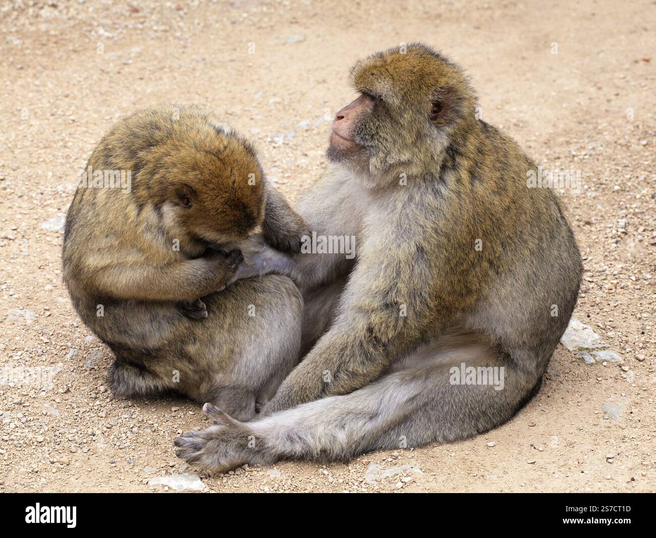 Two Barbary macaques are grooming each other in Monkey Forest park in ...