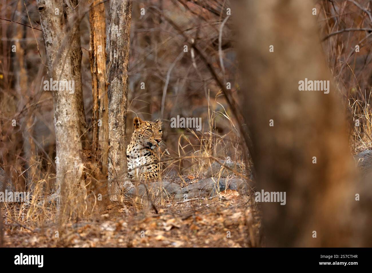 The elusive stunning Indian Leopard Stock Photo - Alamy