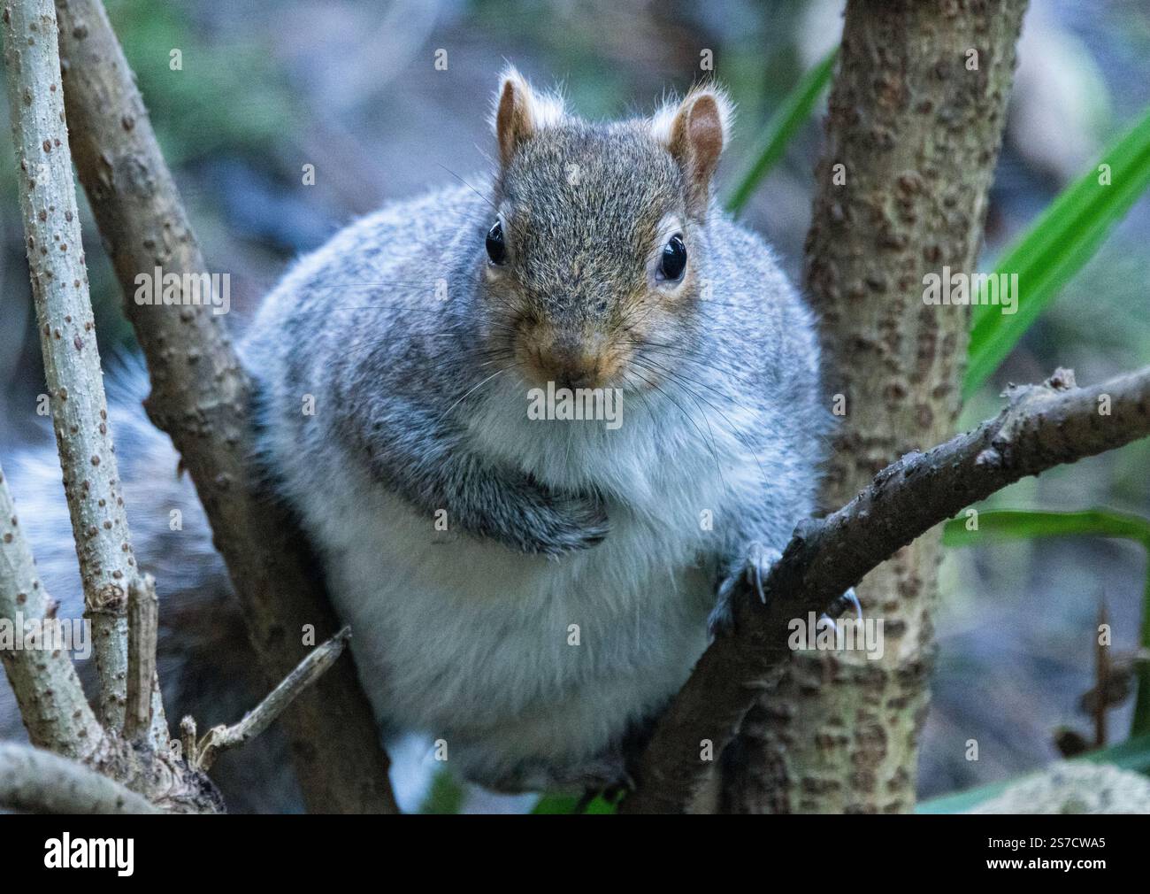 The Grey Squirrel was introduced from North America over a Century ago ...
