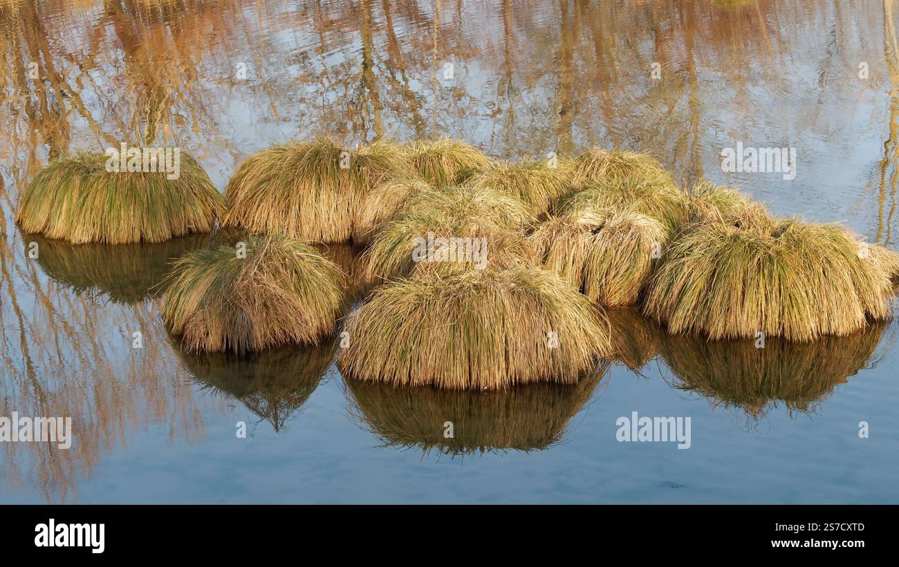 Scenic Wetlands Featuring Grass Tussocks Reflected on Calm Water ...