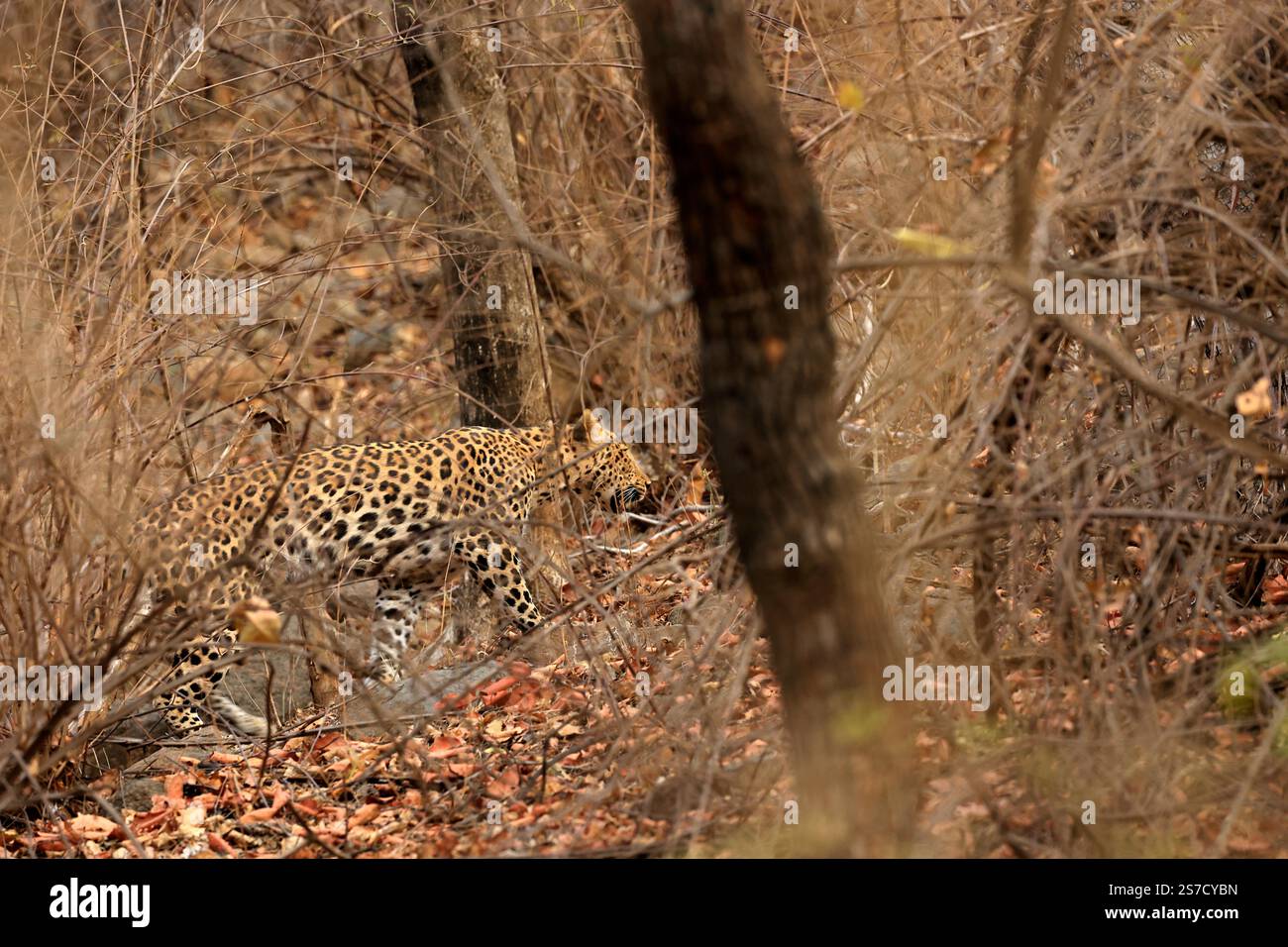 The elusive stunning Indian Leopard Stock Photo - Alamy