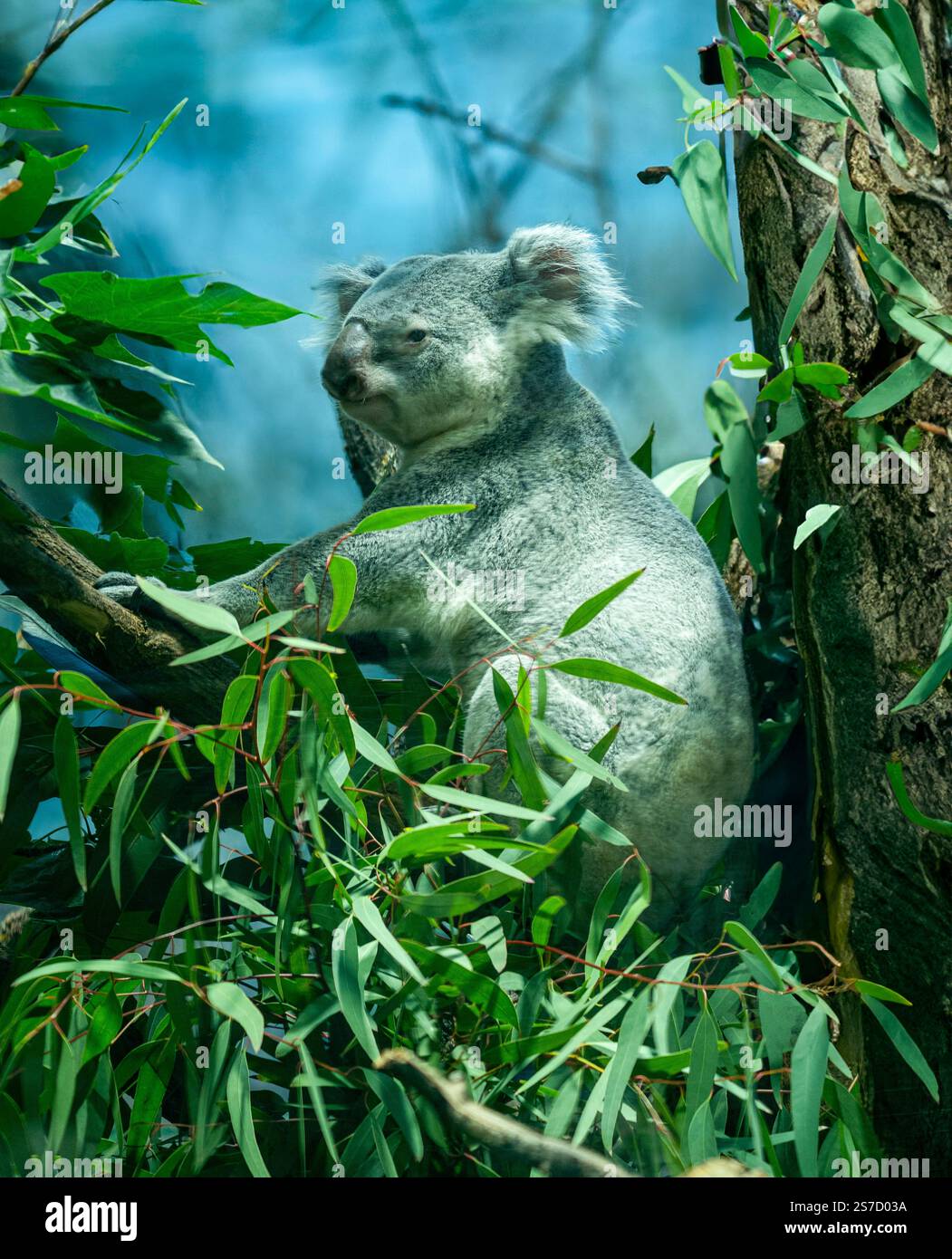 Koala, female on a tree, (Phascolarctos cinereus Stock Photo - Alamy