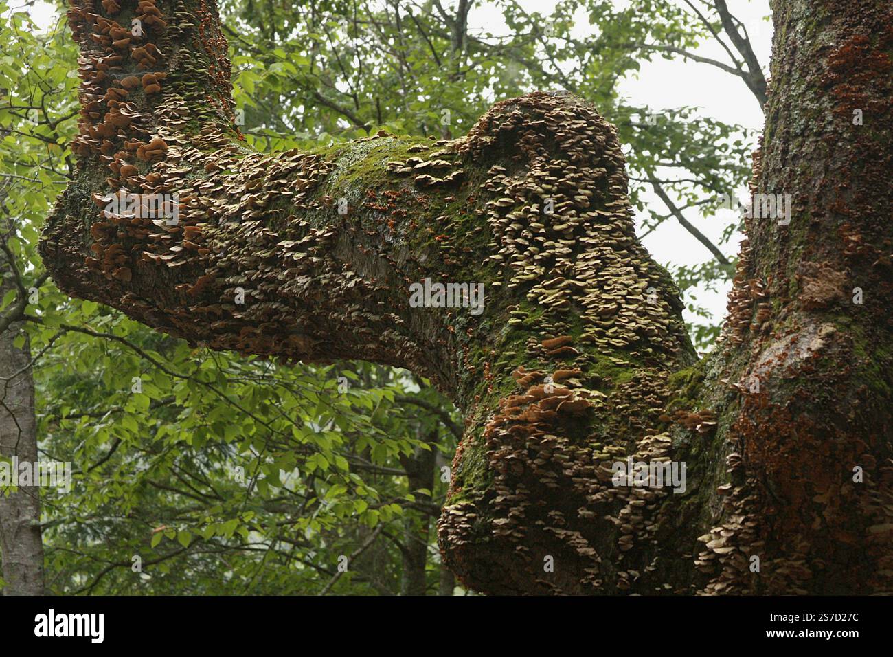 Virginia, USA. Still standing old tree covered in mushrooms Stock Photo ...
