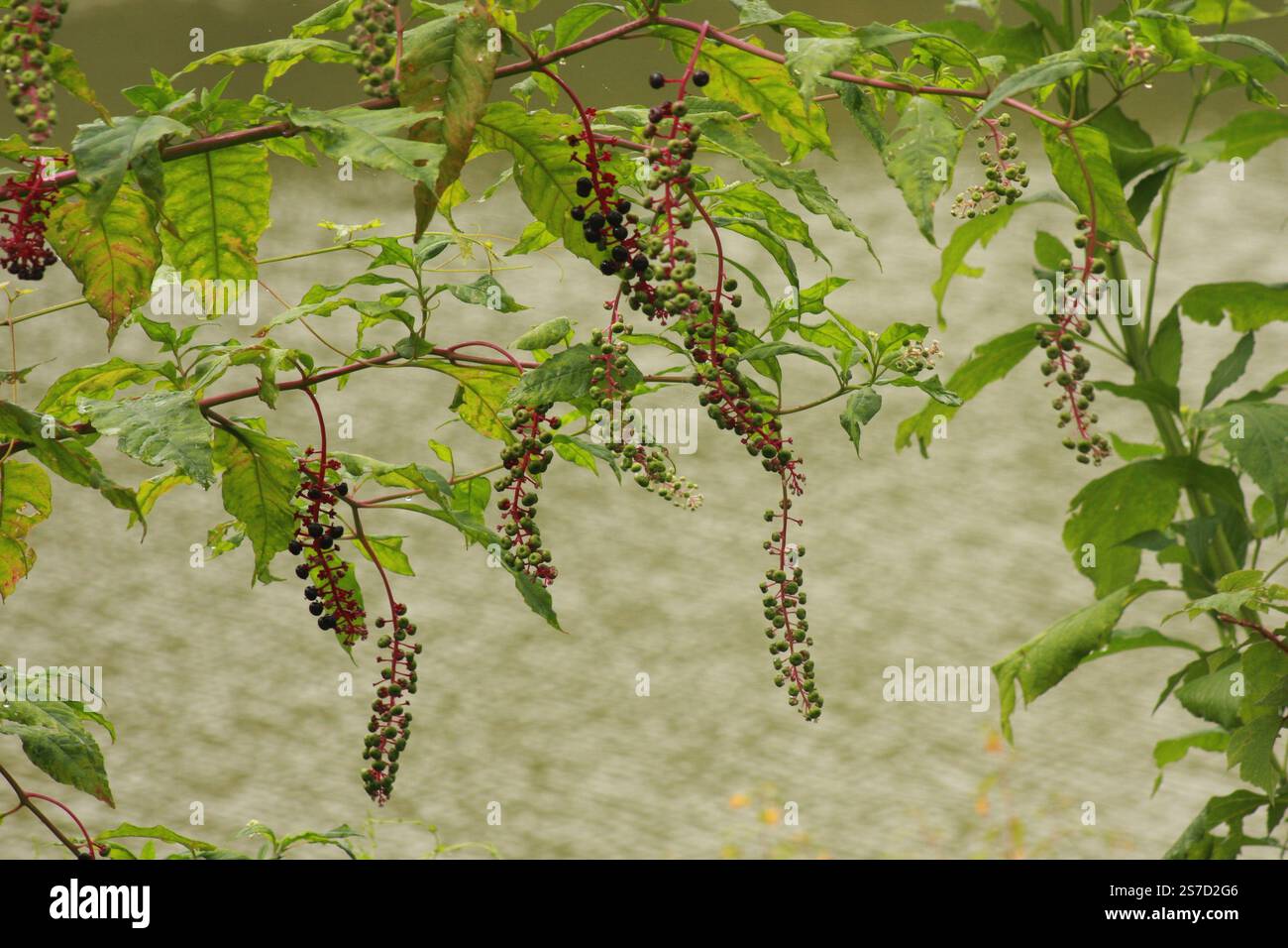 American pokeweed shoots hi-res stock photography and images - Alamy
