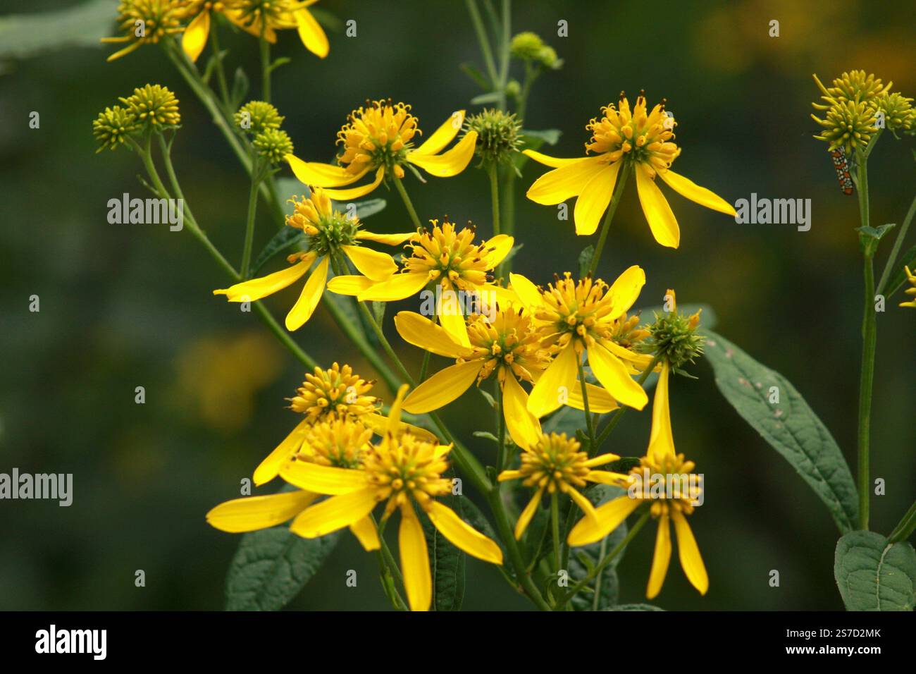 Virginia, USA. Wingstem plants in bloom Stock Photo - Alamy