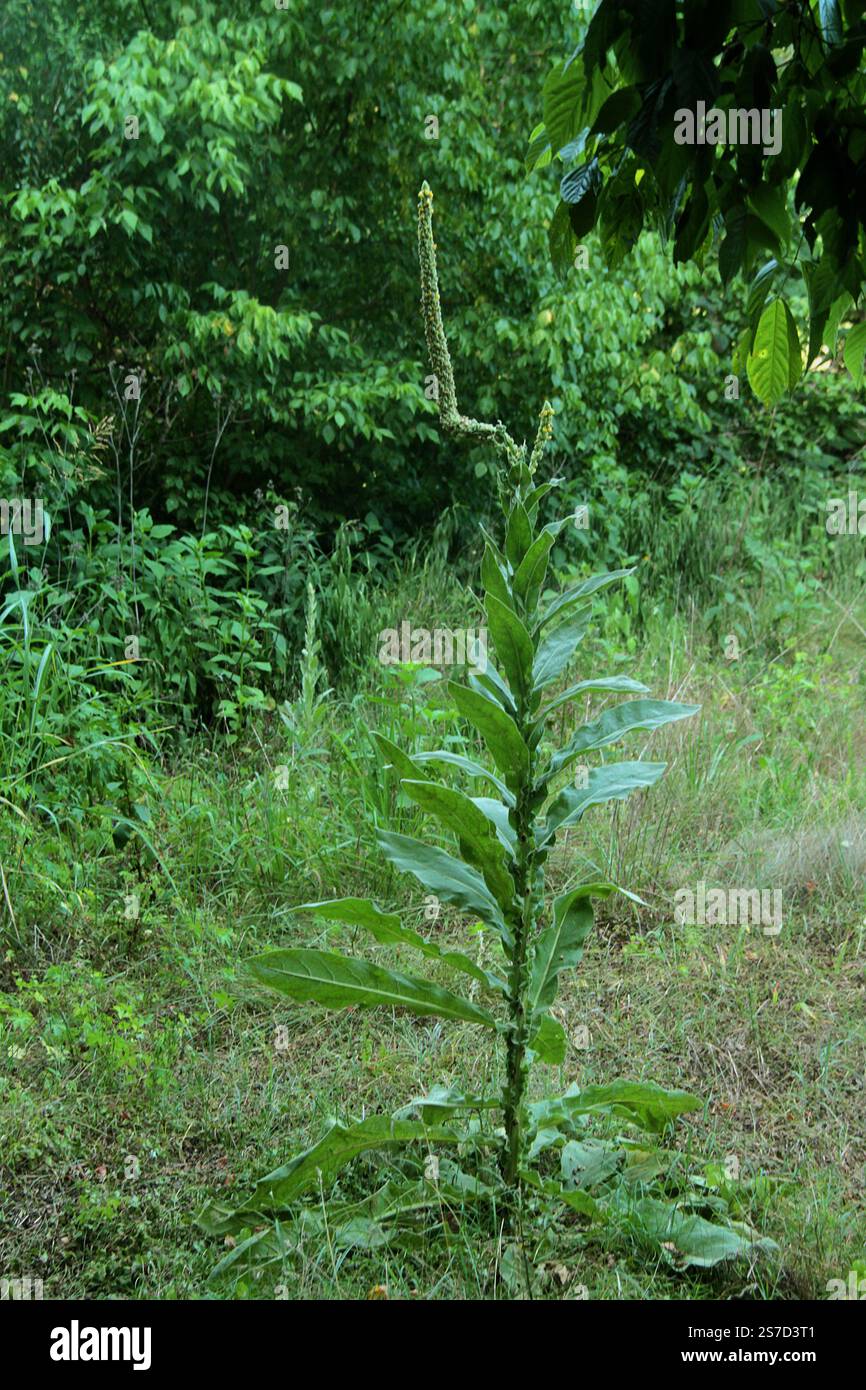 Virginia, USA. Verbascum (Mullein) plant in bloom, with the stalk ...