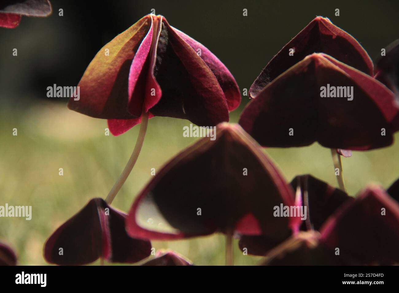 Oxalis triangularis plant with leaves folded down Stock Photo - Alamy