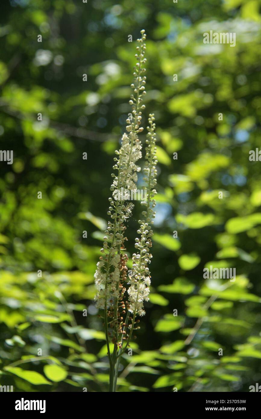 Black cohosh (Actaea racemosa) plant in bloom in Virginia, USA Stock ...