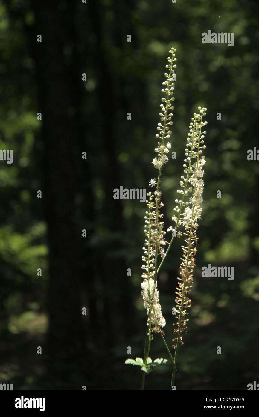Black cohosh (Actaea racemosa) plant in bloom in Virginia, USA Stock ...