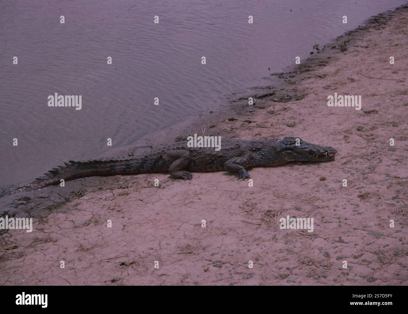 Paga Crocodile Pond, Ghana, 1960s Stock Photo - Alamy