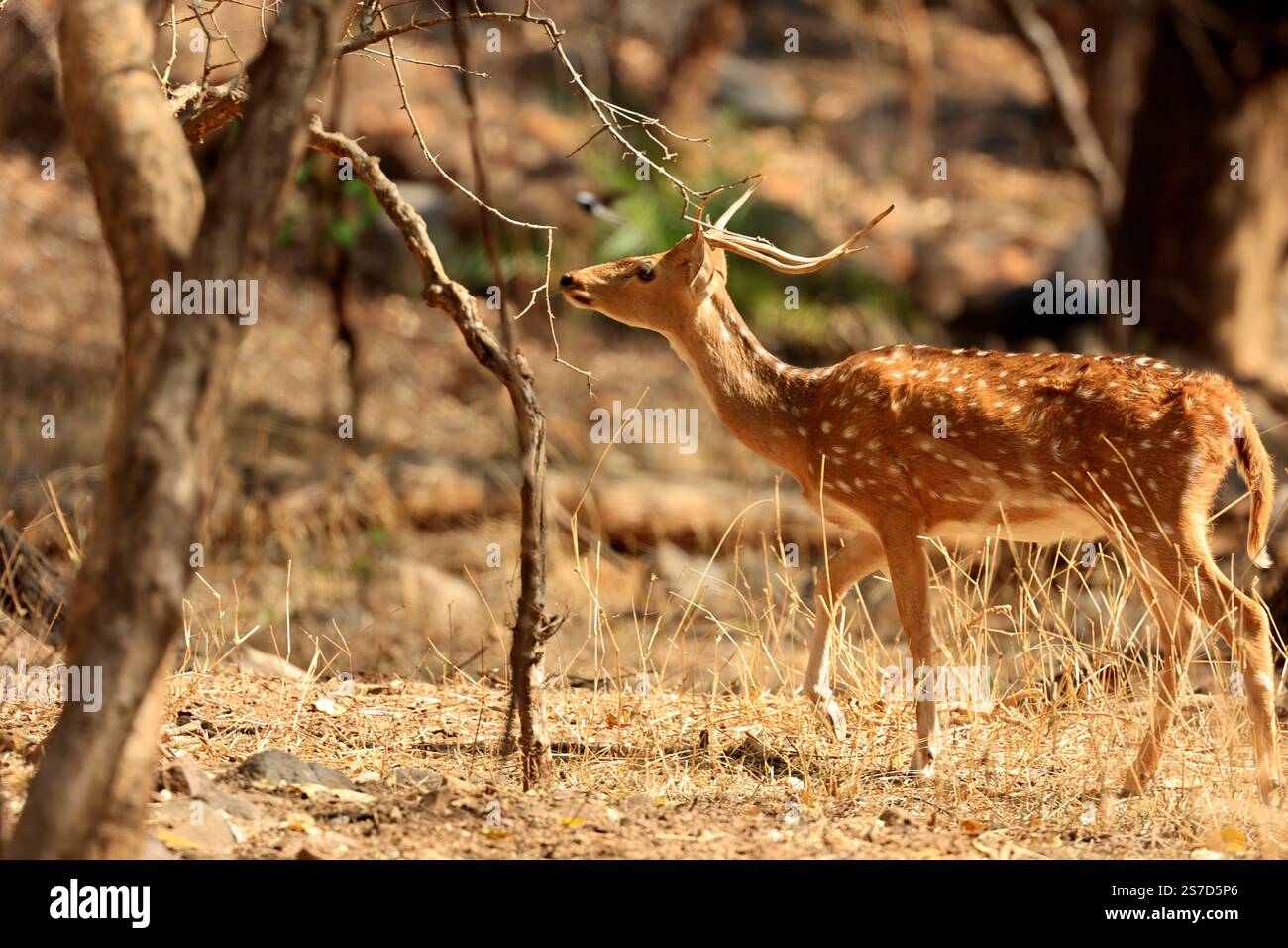 Beautiful Deer species seen on safari in India Stock Photo - Alamy