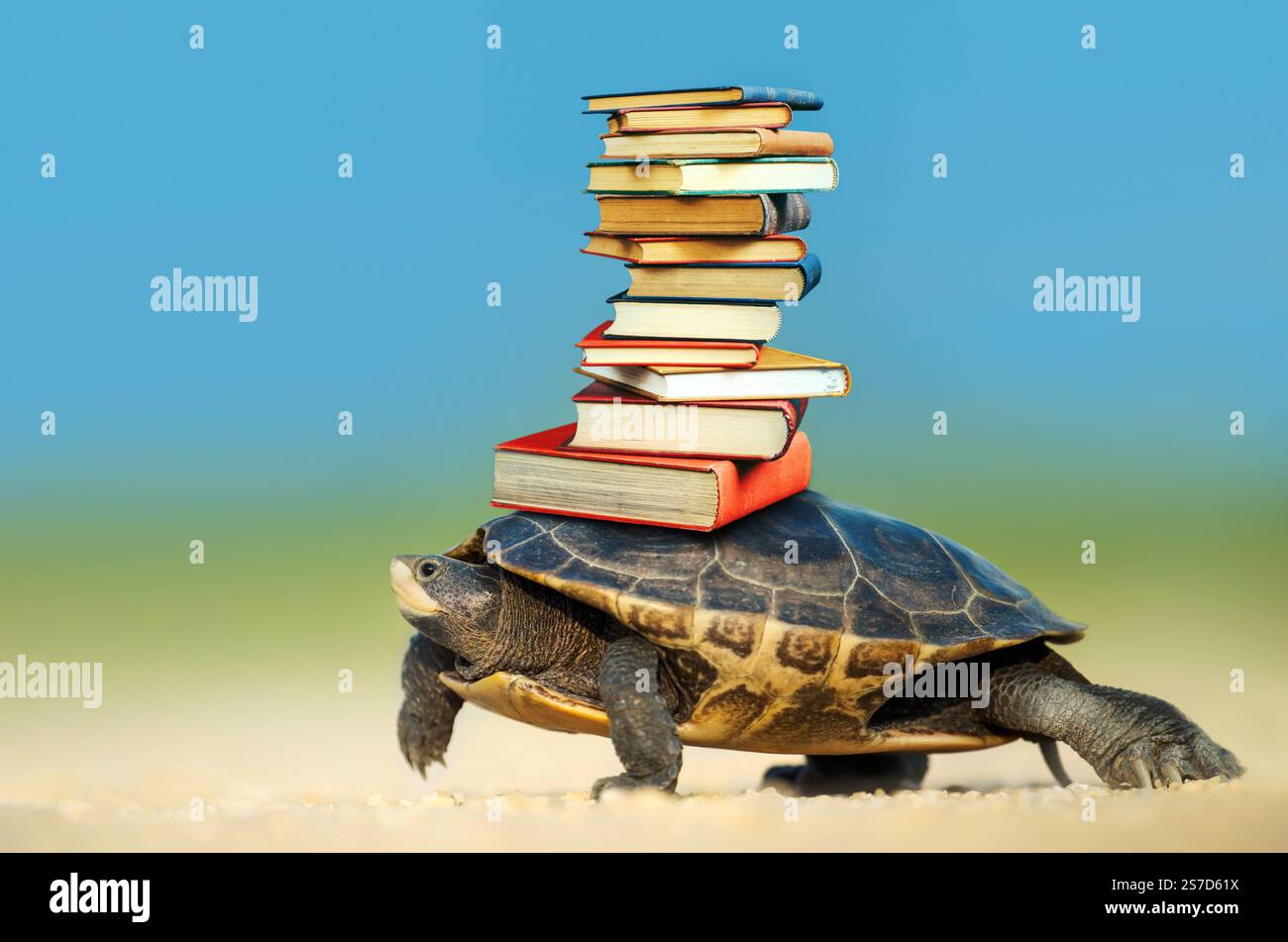 Turtle carrying a stack of books on its shell, creative educational ...