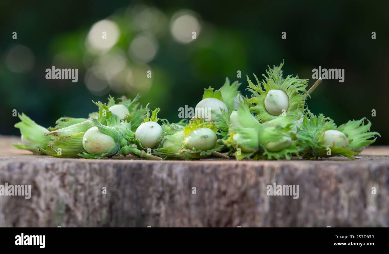 Freshly harvested hazelnuts green hi-res stock photography and images ...