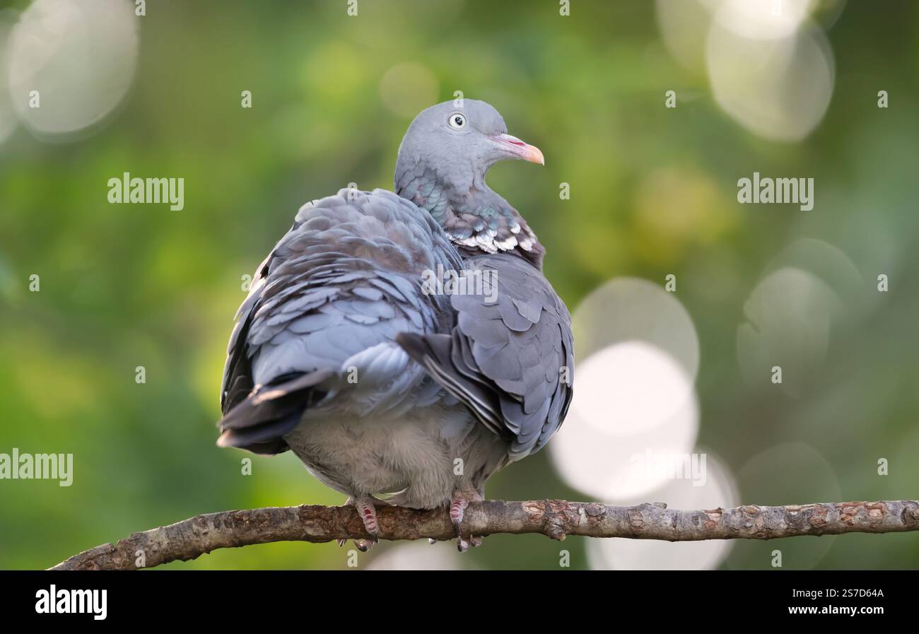 Wood pigeon perched on a tree branch against colourful background, UK ...