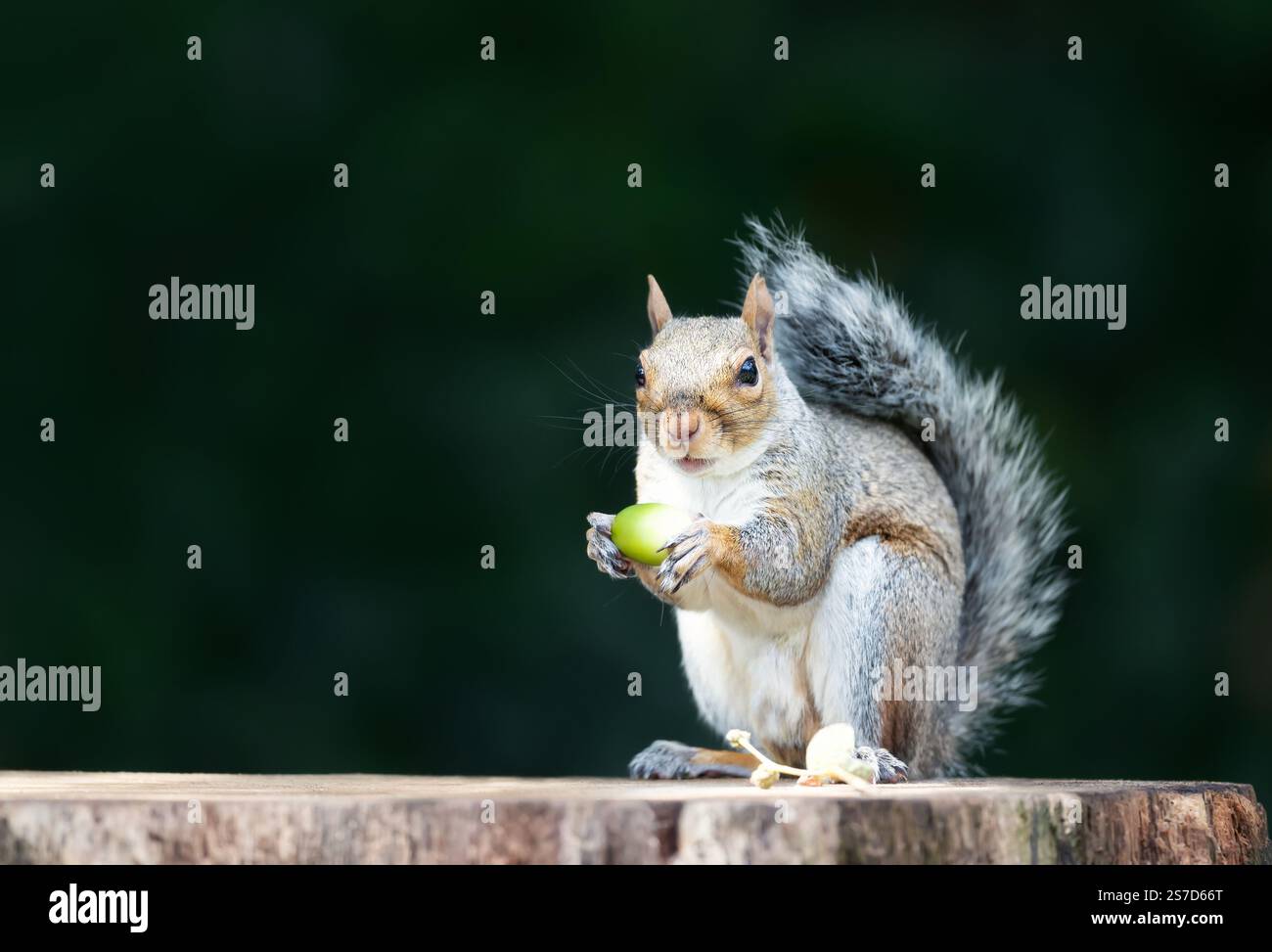Grey squirrel eating acorn on a tree stump in autumn, UK Stock Photo ...