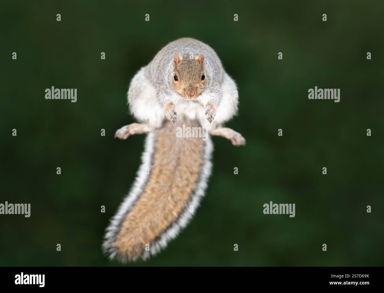 Squirrel jumping hi-res stock photography and images - Alamy
