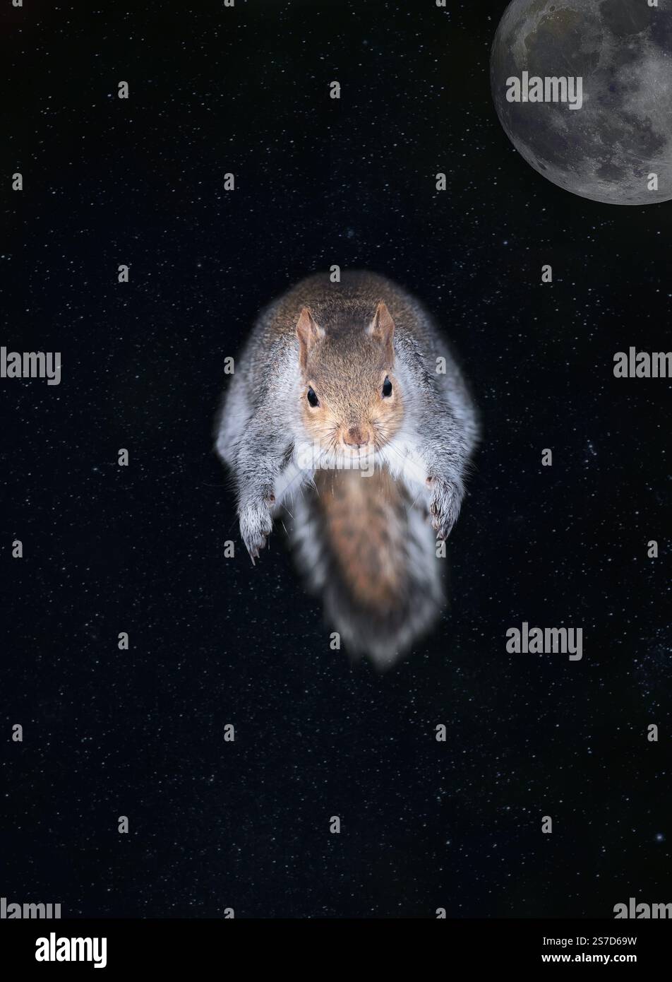 Close-Up of a grey squirrel leaping against a night sky with full moon ...