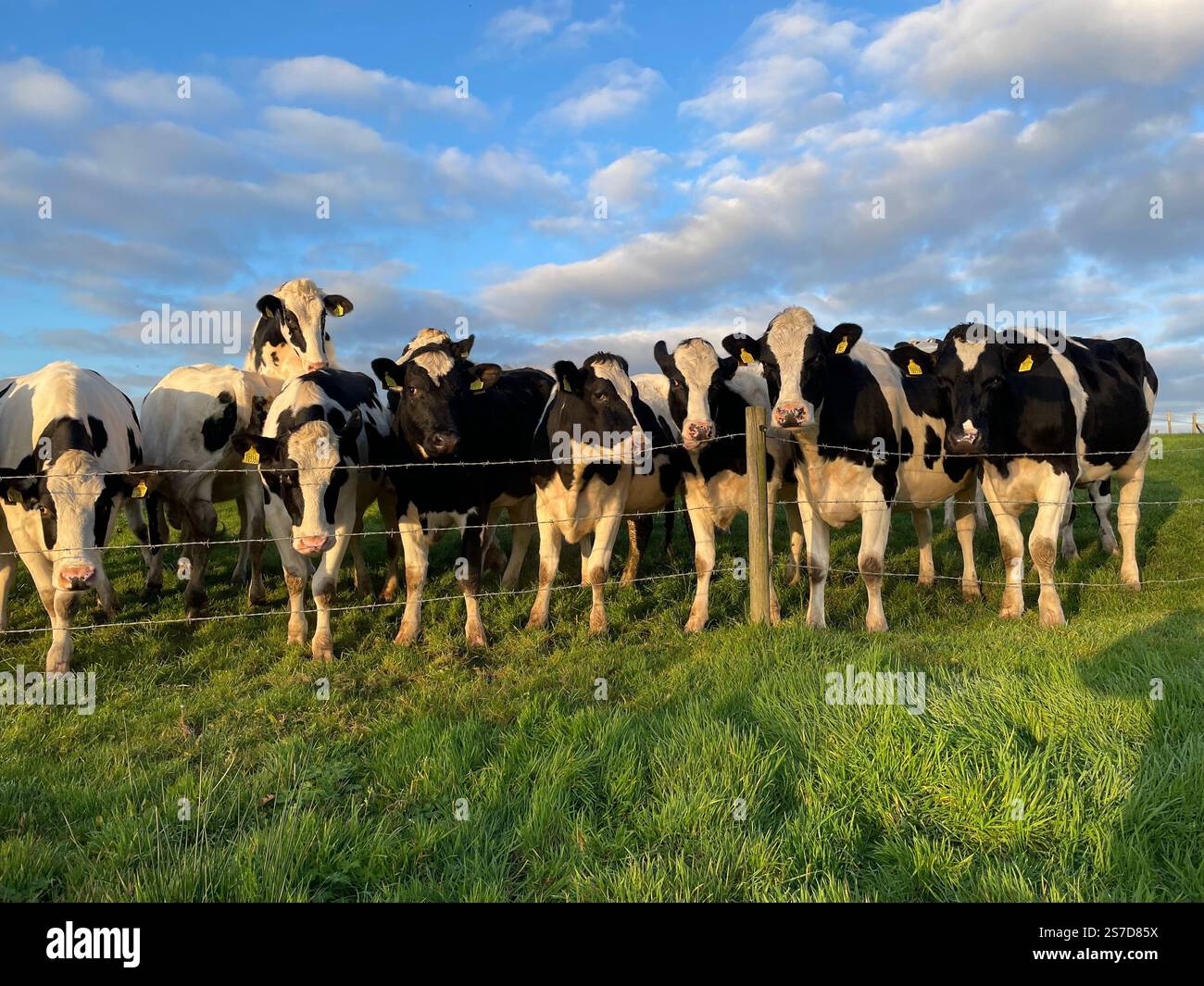 Cow jumping hi-res stock photography and images - Alamy