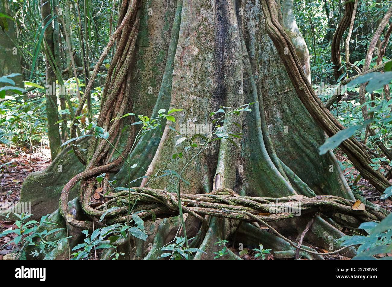 Cotton tree in Carcovado National Park in Costa Rica Stock Photo - Alamy