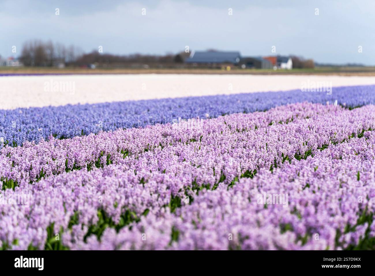 field of hyacinth in blue, white and purple Stock Photo - Alamy