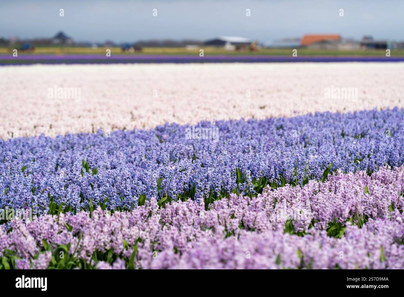 field of hyacinth in blue, white and purple Stock Photo - Alamy