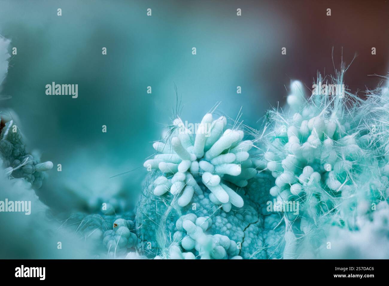 Chrysocolla. Specimen from clara mine, oberwolfach, Germany. Micro ...