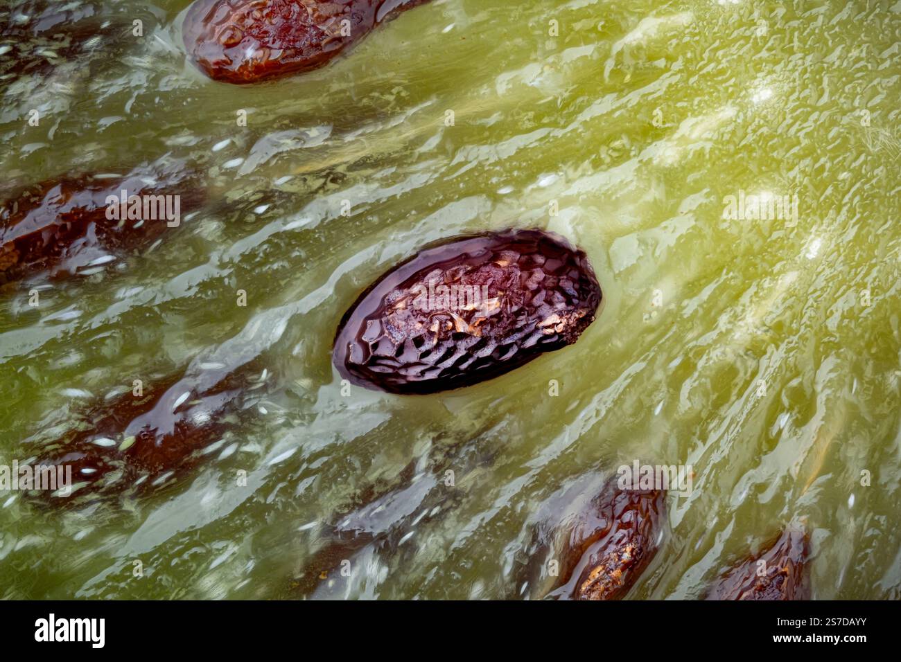 extreme micro close-up on kiwi seeds with green flesh Stock Photo - Alamy