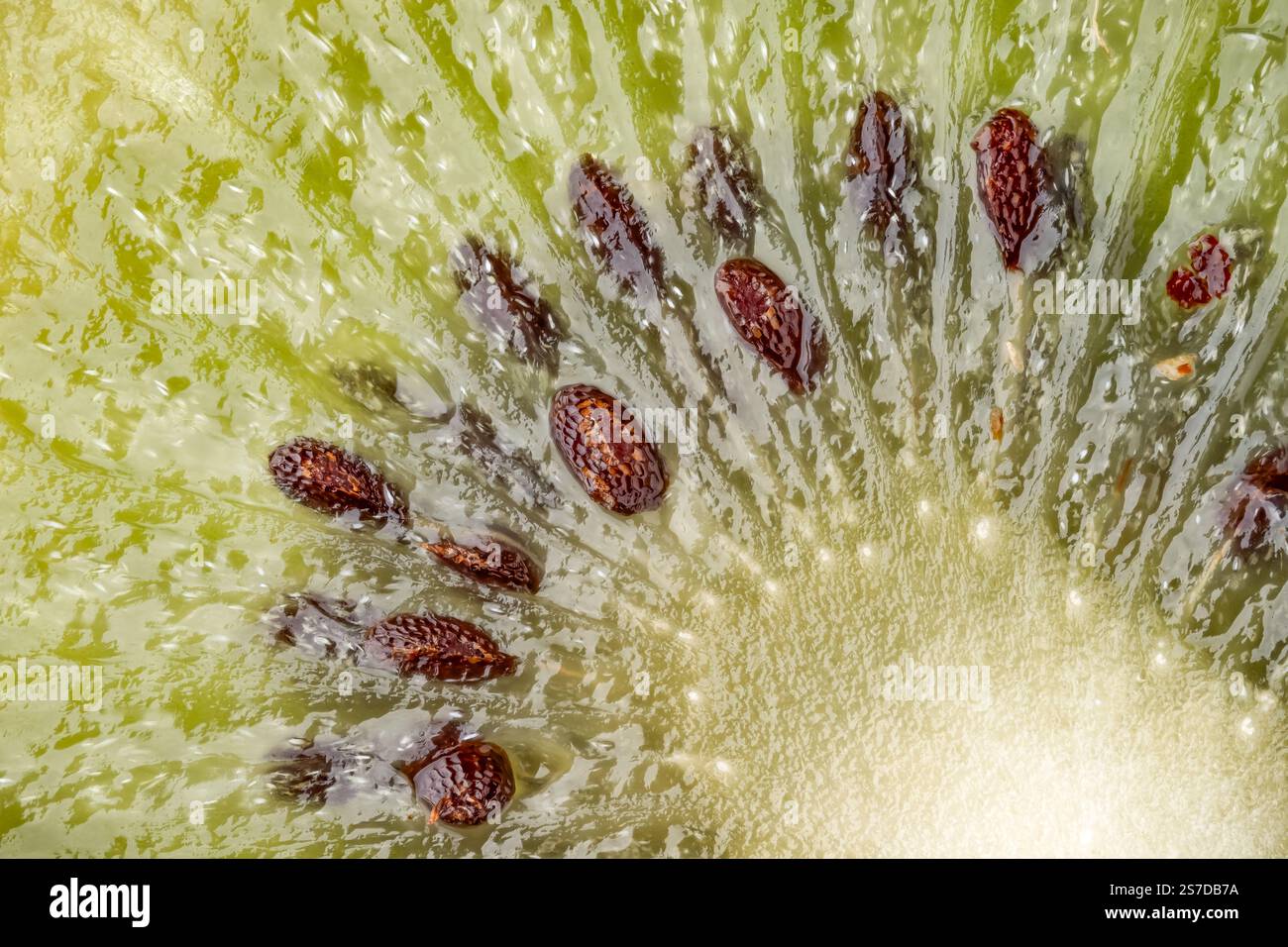 extreme micro close-up on kiwi seeds with green flesh Stock Photo - Alamy