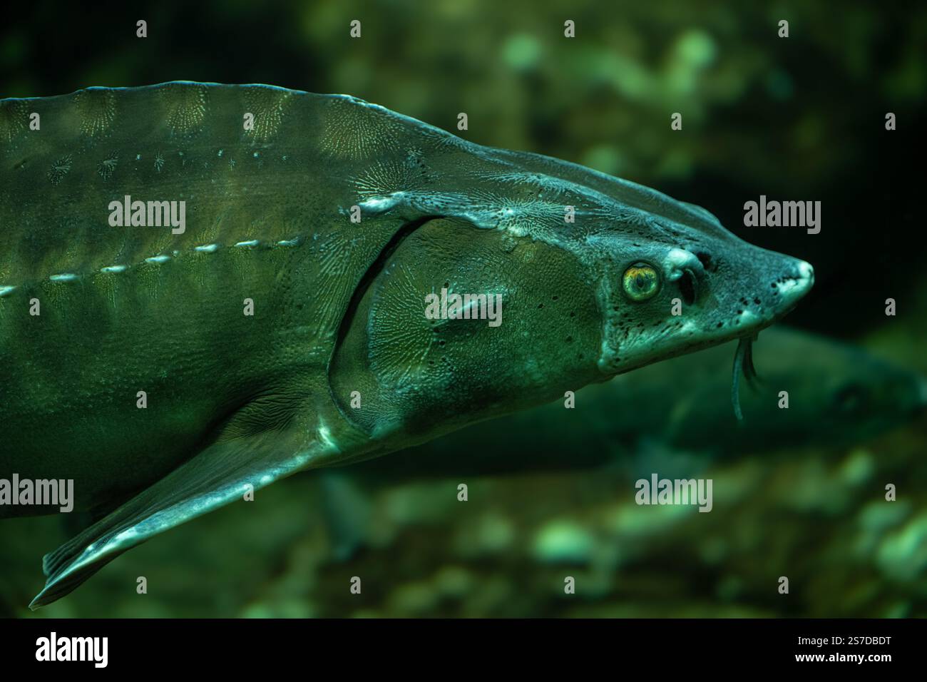 Common sturgeon or European sea sturgeon (Acipenser sturio Stock Photo ...