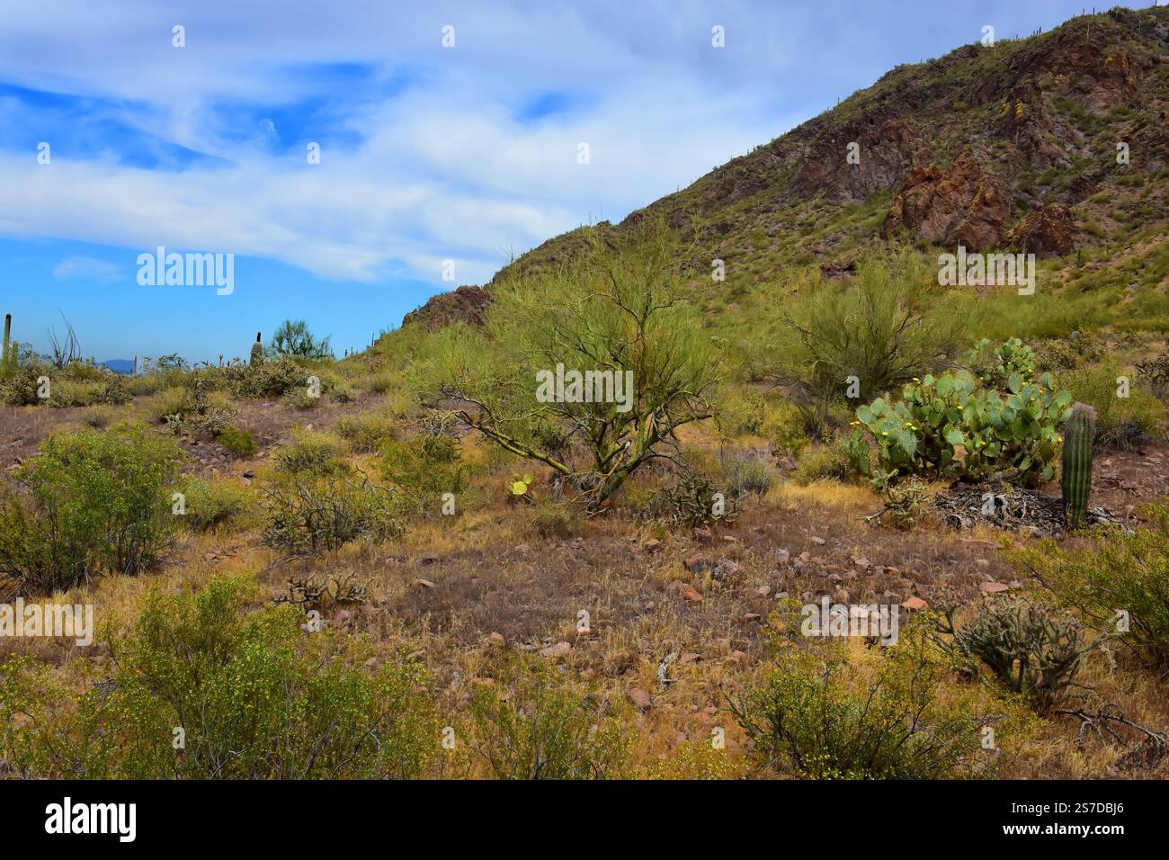 The Vast Sonora desert Pichaco Peak in central Arizona USA on a early ...