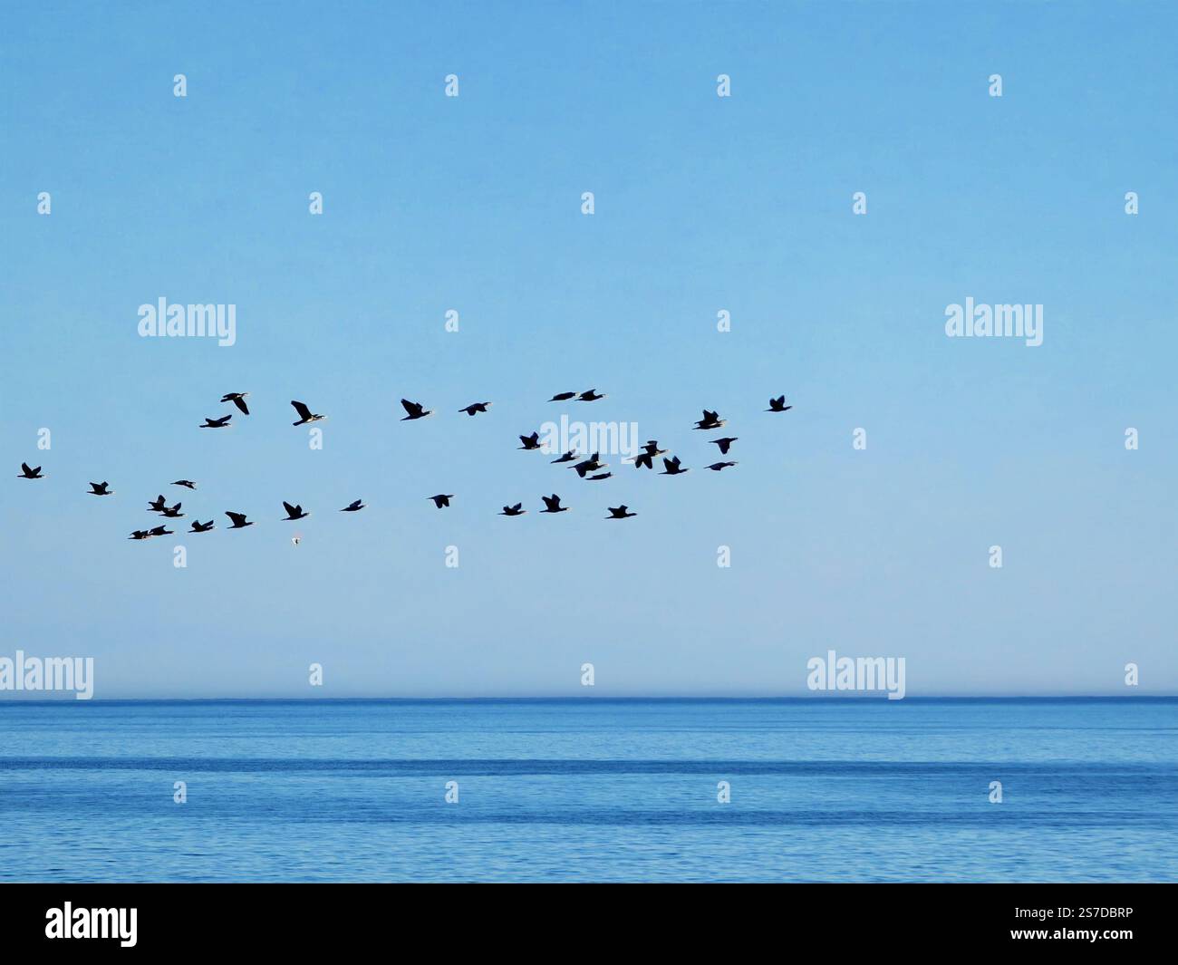 Avian flock forms a formation together during migration in the blue sky ...
