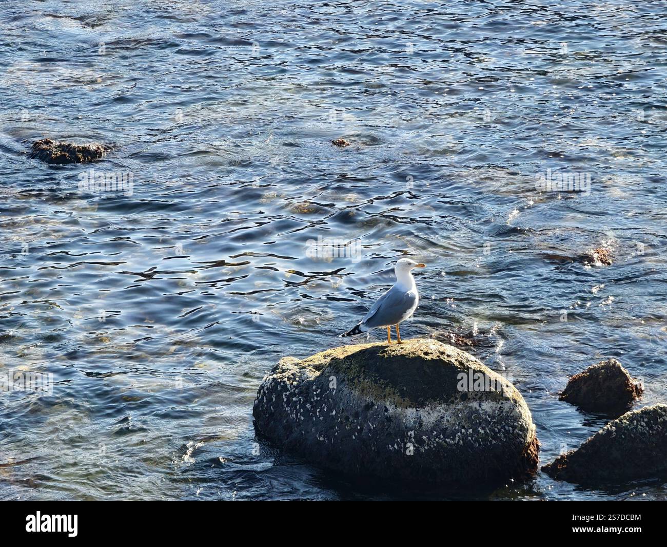 Coastal wildlife photography hi-res stock photography and images - Alamy