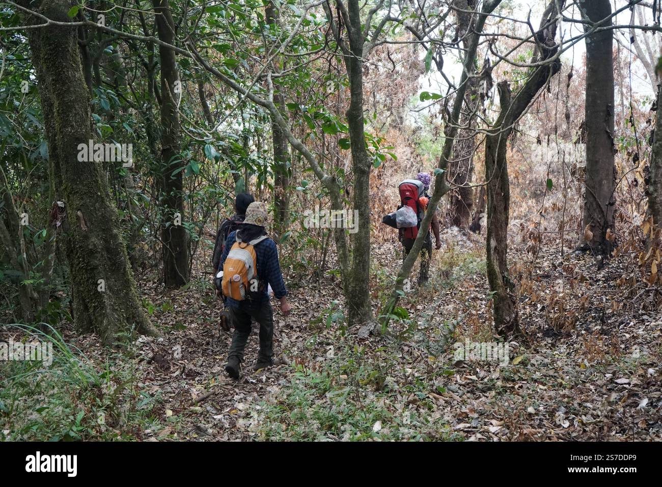 People with backpack tracking in natural forest Stock Photo - Alamy