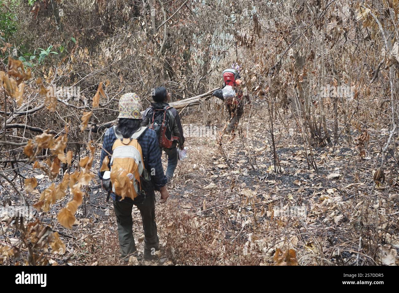 Group of people with backpack in the forest after forest fires Stock ...
