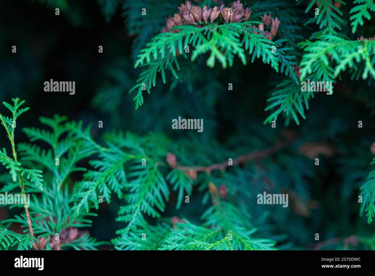 Lush green evergreen foliage showcases intricate textures and vibrant ...