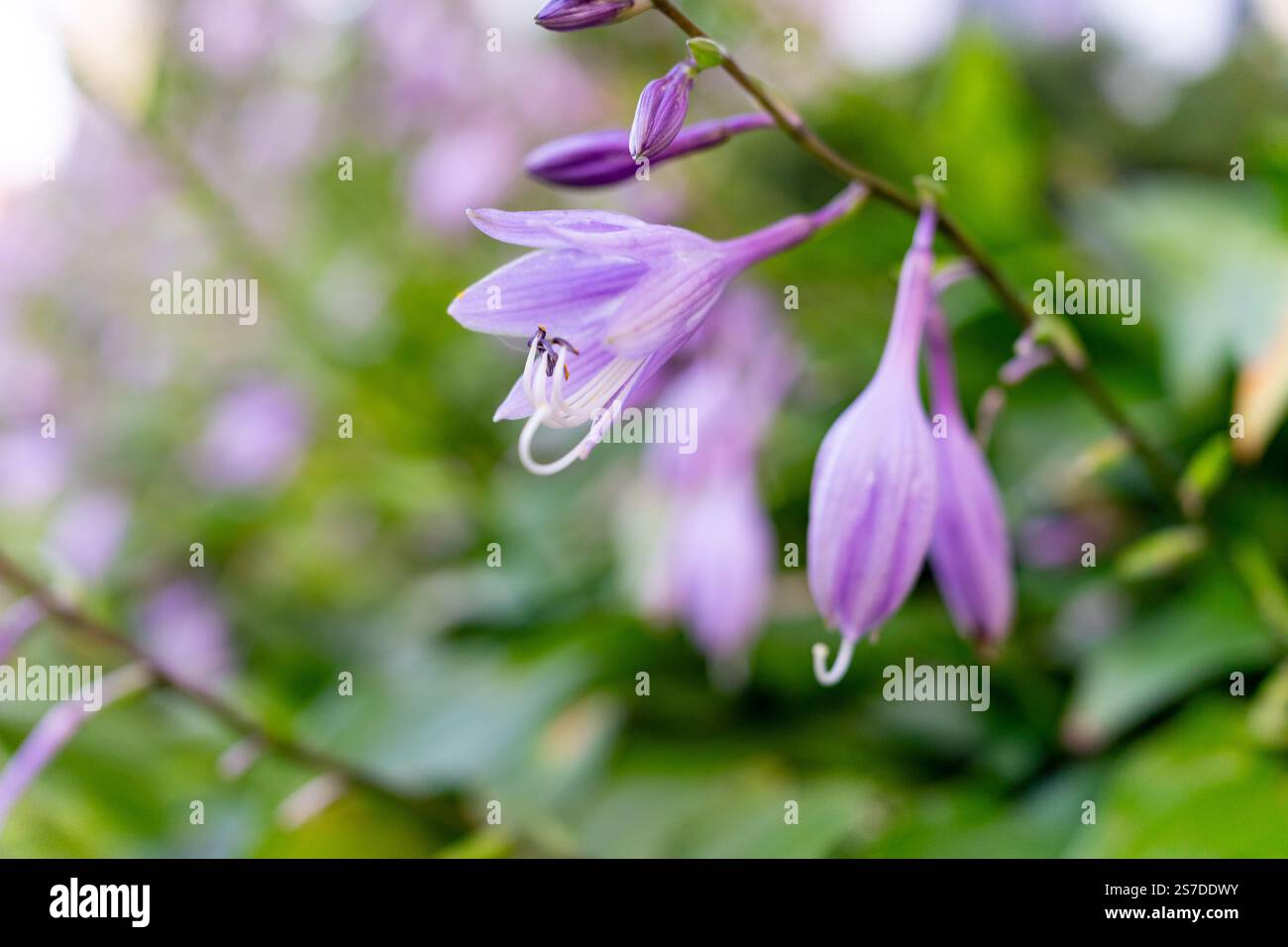 Beautiful purple flowers sway gently in a garden, surrounded by vibrant ...