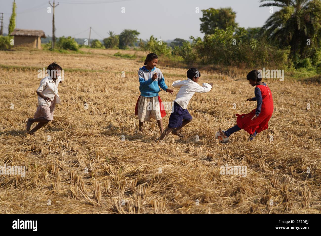 Children playing football on dried paddy fields in a Santal village of ...