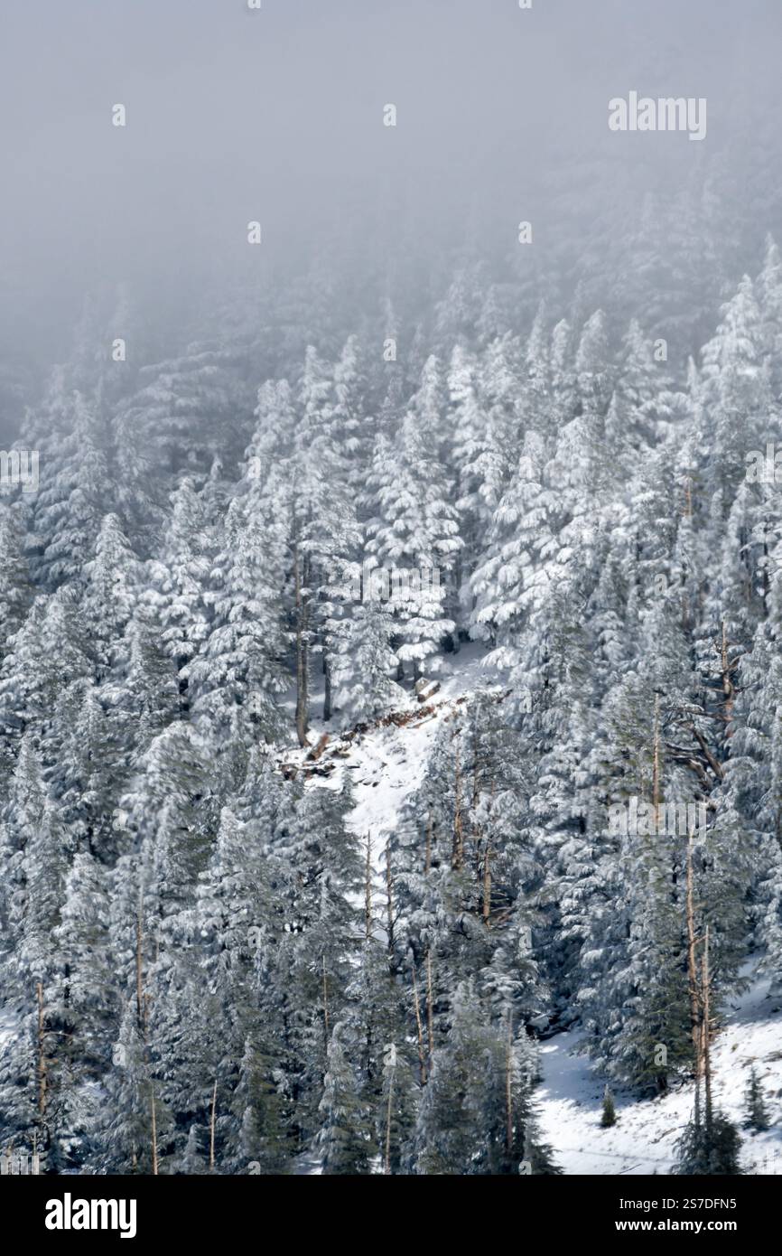 Scenic view of snow covering Blue Atlas Cedar trees in Chelia Mountain ...