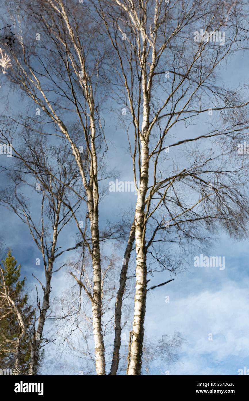 abstract picture with reflections of trees in water, fuzzily, blurred ...