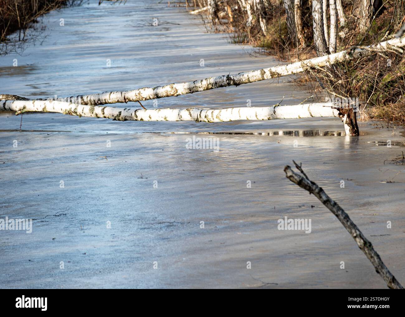 winter landscape without snow, swamp ditches, white birches on the ...