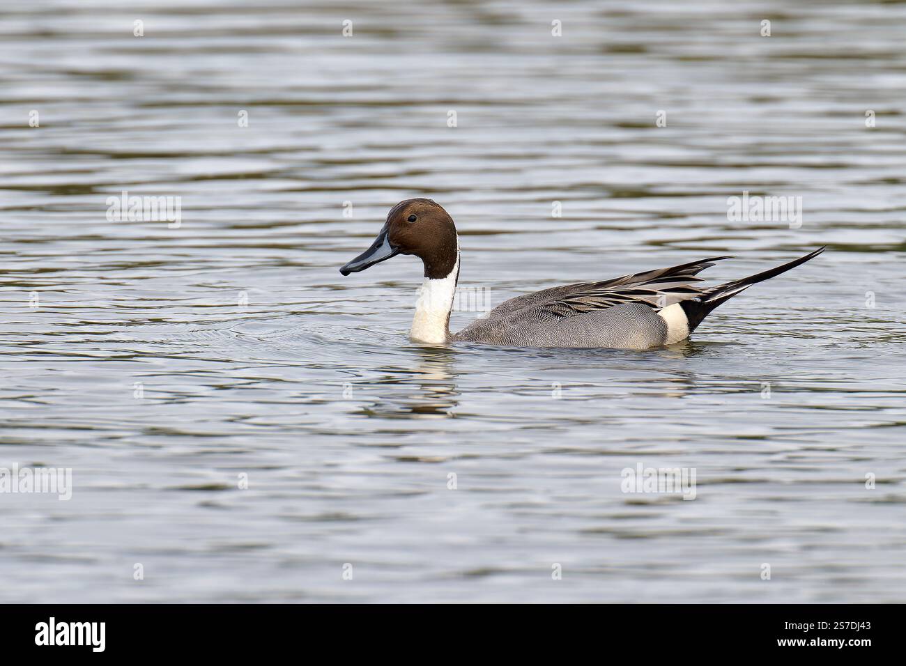 Male Pintail-Anas acuta Stock Photo - Alamy