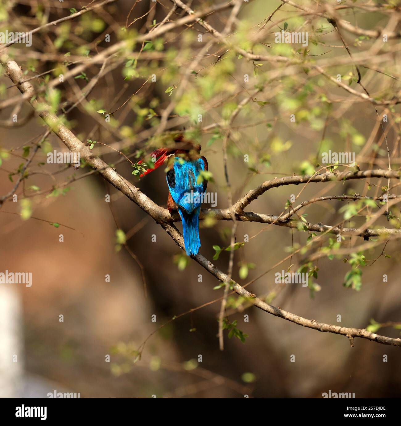 The magnificent bird life of Northern India Stock Photo - Alamy