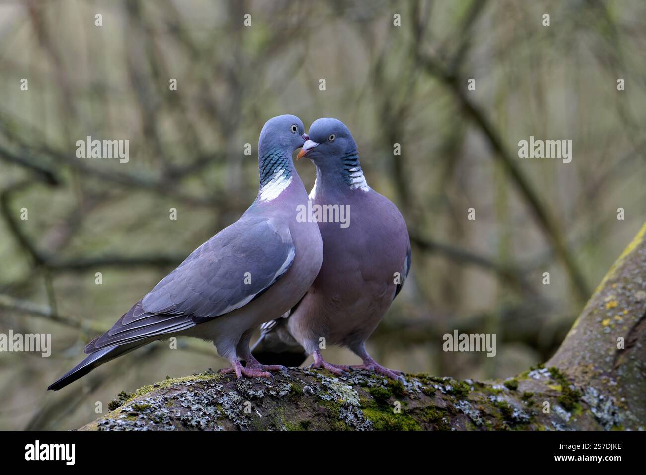 Common wood pigeons-Columba palumbus display courtship Stock Photo - Alamy